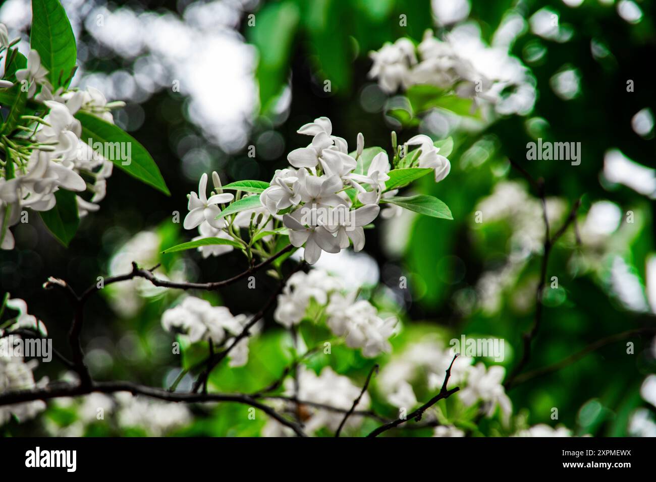 Holarrhena pubescens Kurchi ful কুর্চি ফুল Ahmed Opu Stock Photo - Alamy