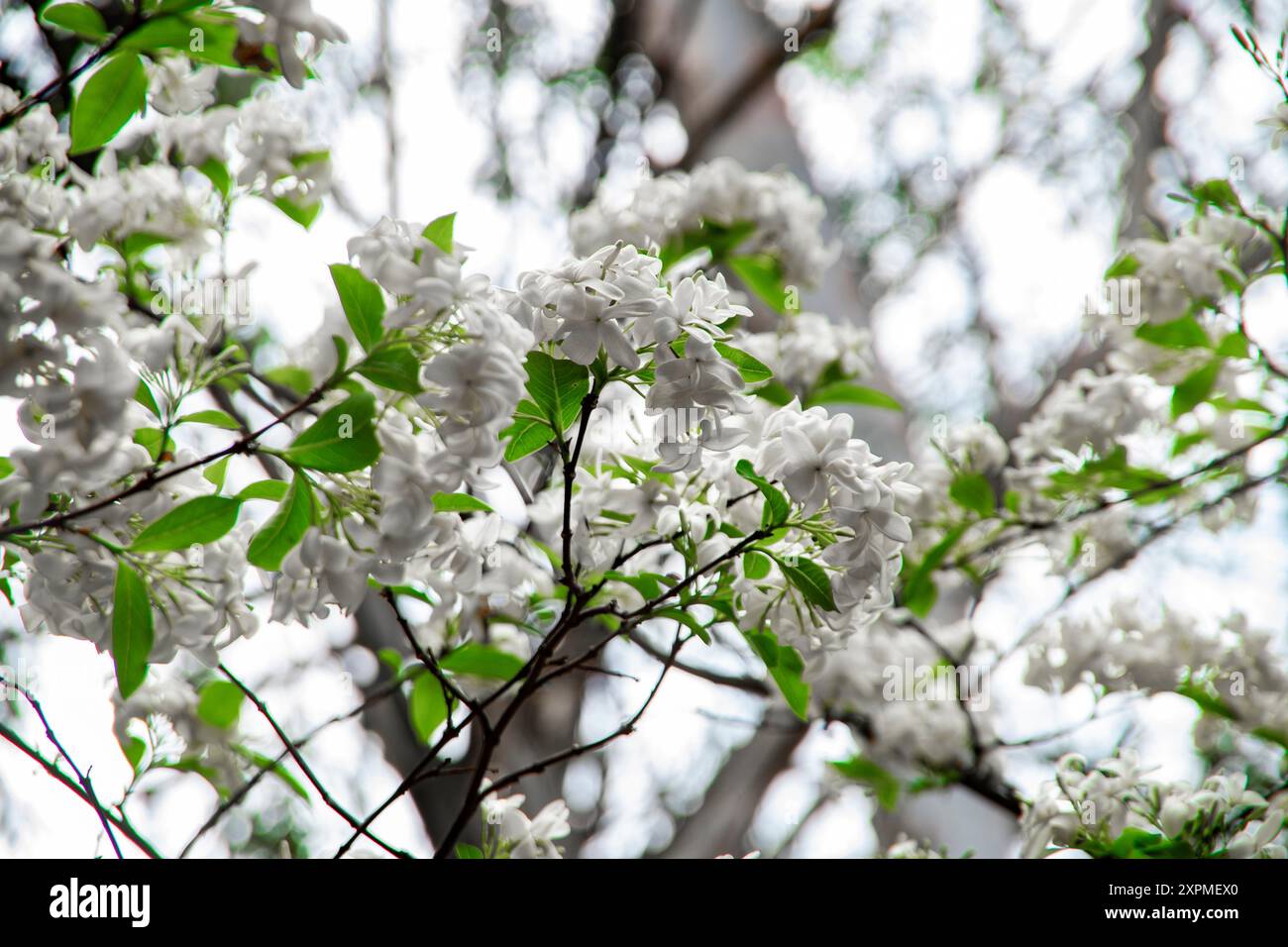 Holarrhena pubescens Kurchi ful কুর্চি ফুল Ahmed Opu Stock Photo - Alamy