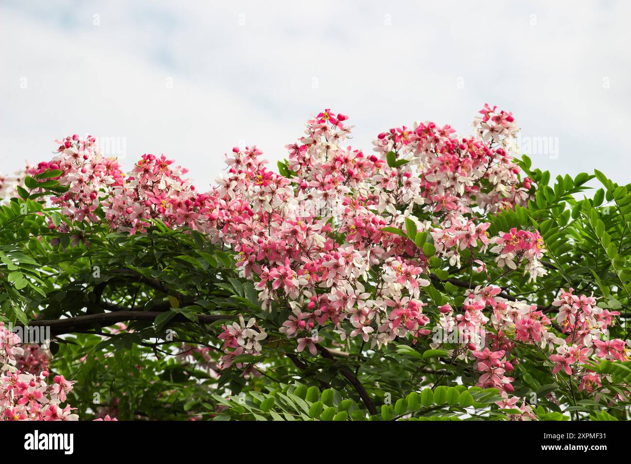 Pink shower Cassia javanica Lal shonail Ahmed Opu Stock Photo - Alamy