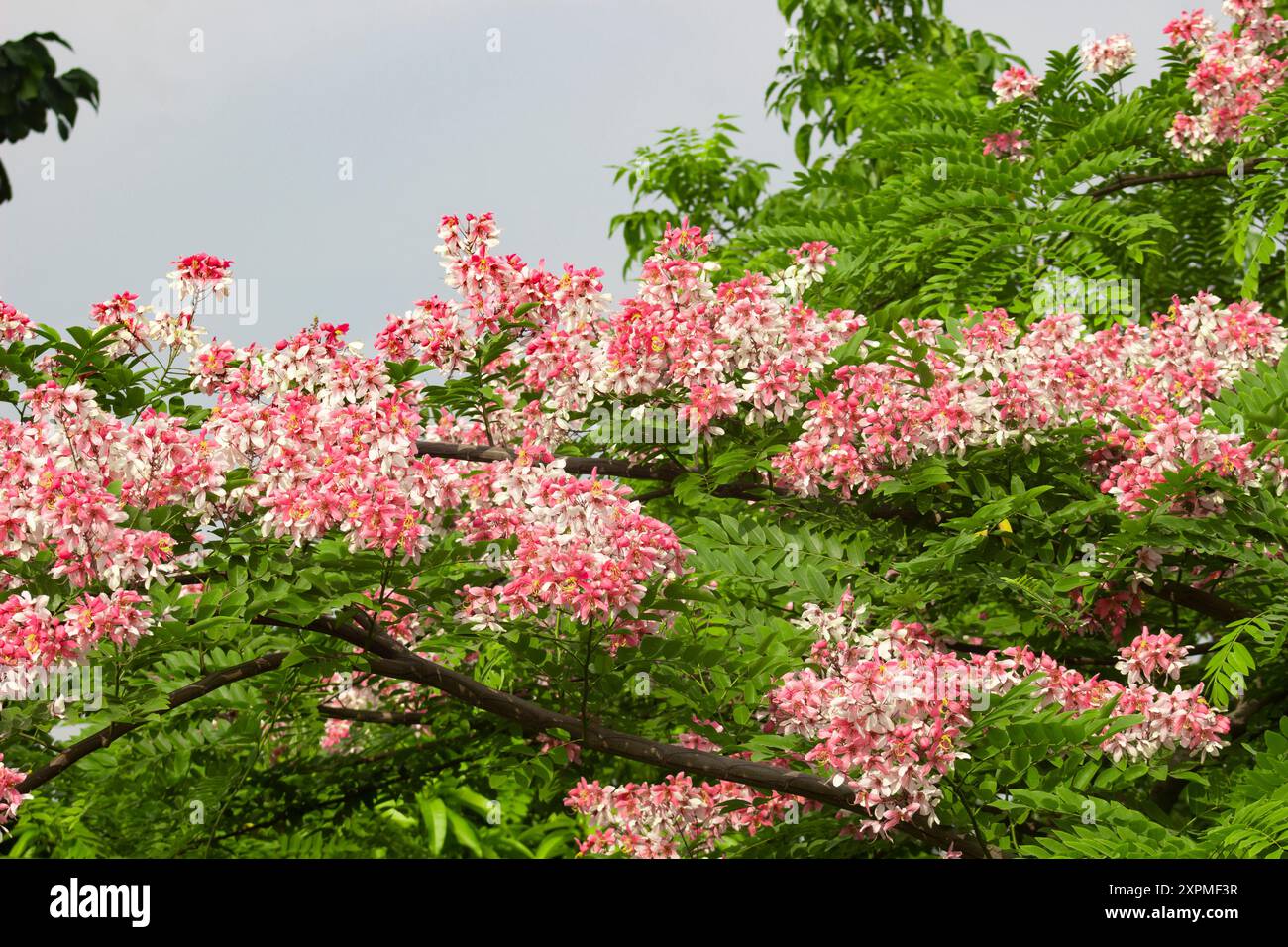 Pink shower Cassia javanica Lal shonail Ahmed Opu Stock Photo - Alamy