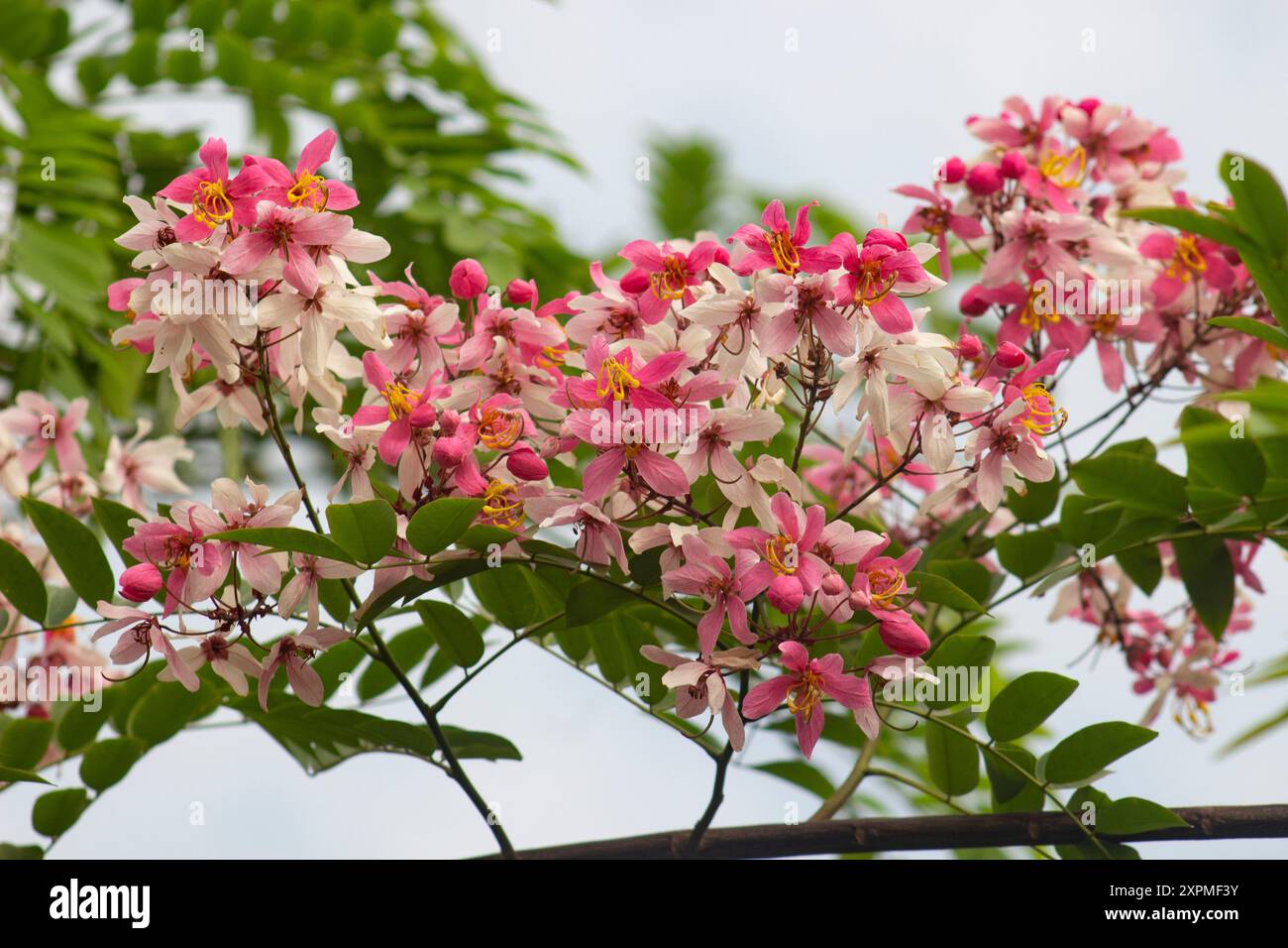 Pink shower Cassia javanica Lal shonail Ahmed Opu Stock Photo - Alamy