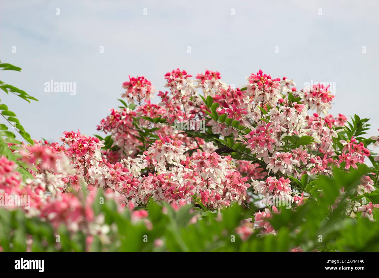 Pink shower Cassia javanica Lal shonail Ahmed Opu Stock Photo - Alamy