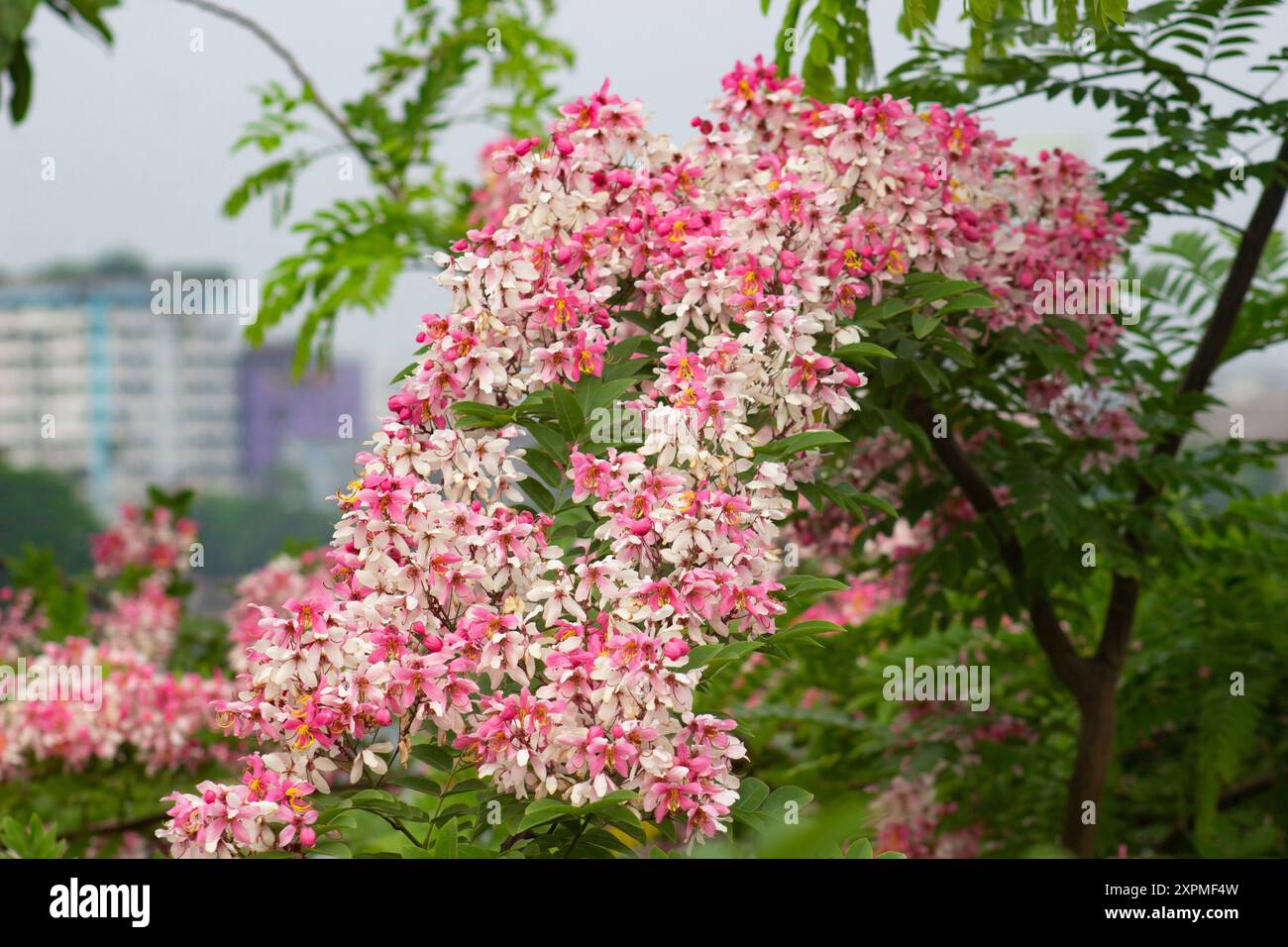 Pink shower Cassia javanica Lal shonail Ahmed Opu Stock Photo - Alamy