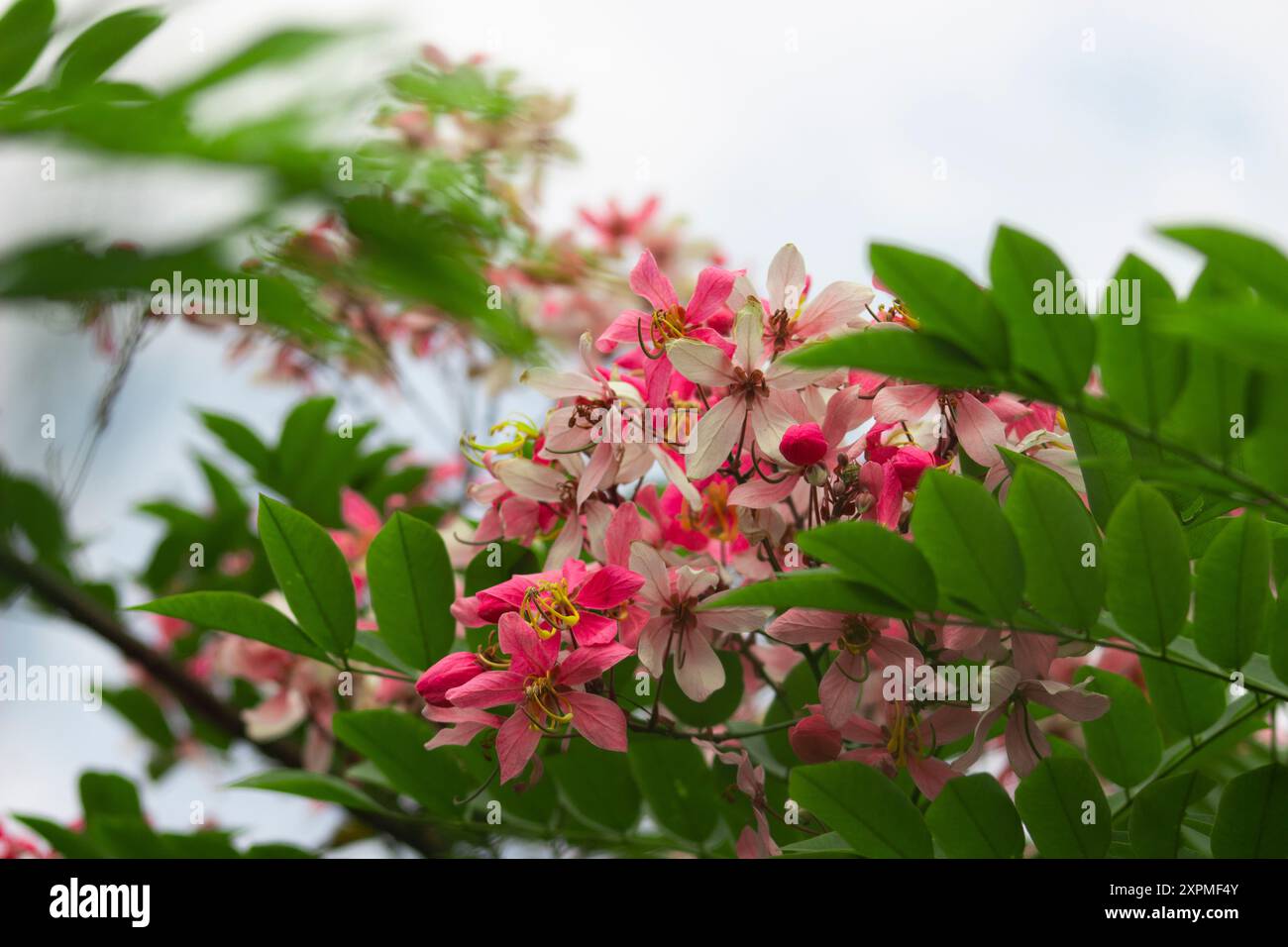 Pink shower Cassia javanica Lal shonail Ahmed Opu Stock Photo - Alamy