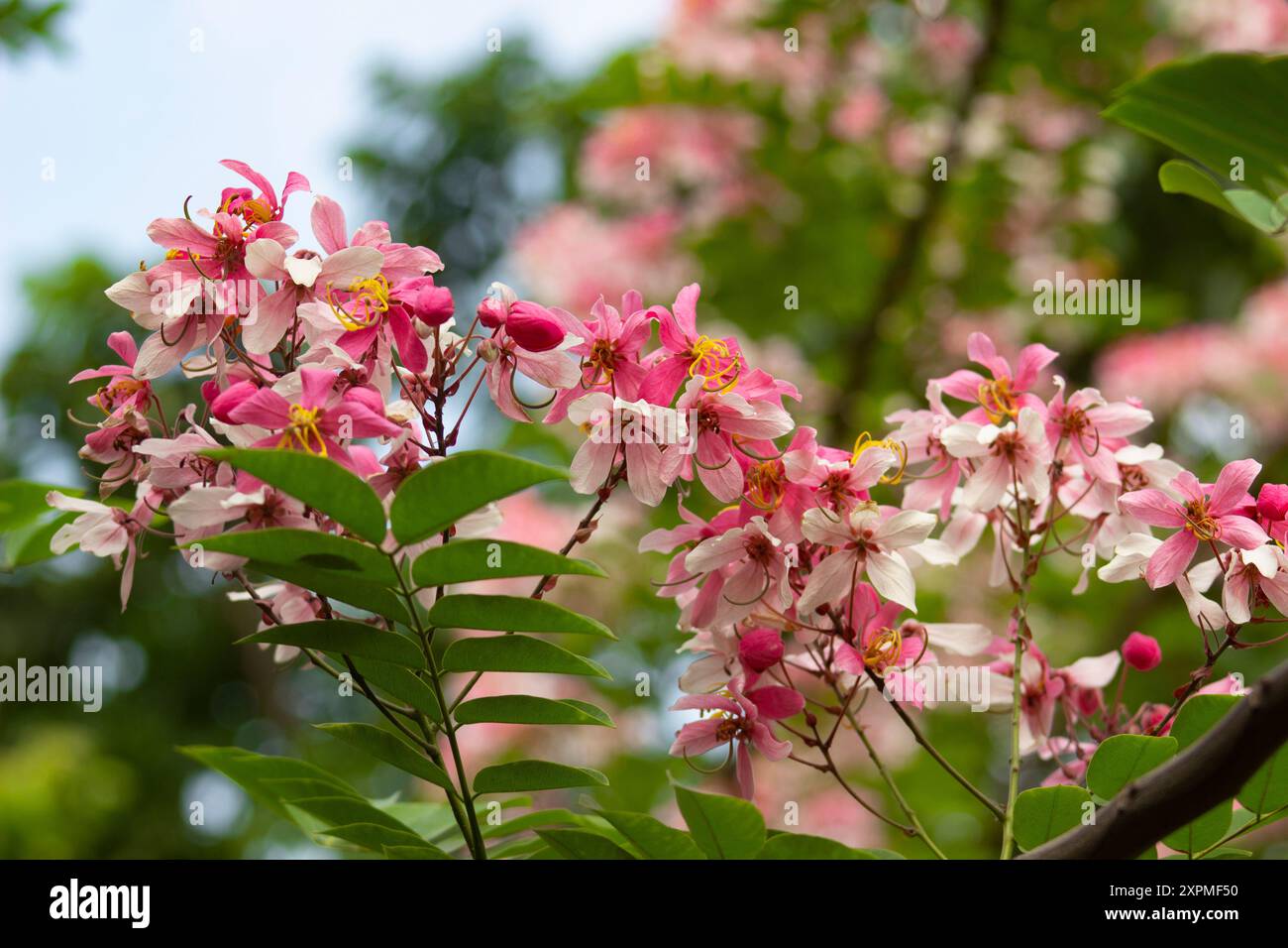 Pink shower Cassia javanica Lal shonail Ahmed Opu Stock Photo - Alamy