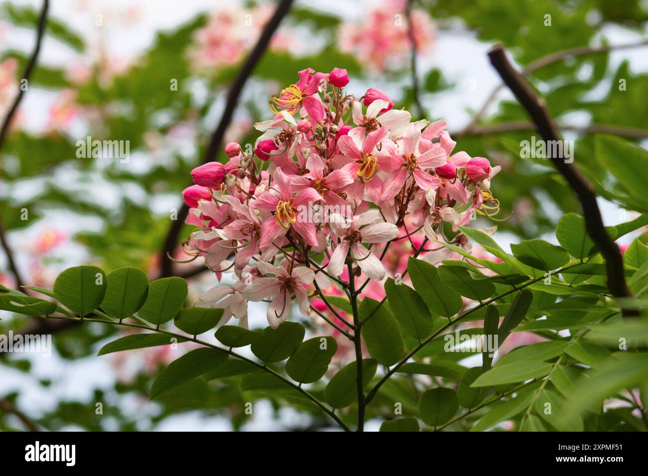Pink shower Cassia javanica Lal shonail Ahmed Opu Stock Photo - Alamy