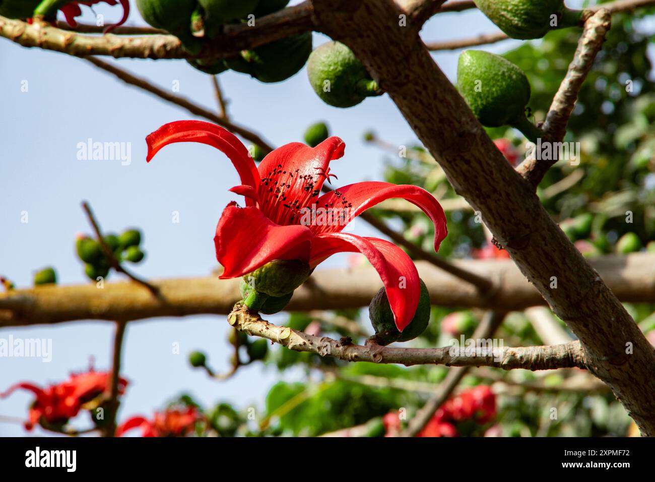 Shimul ful hi-res stock photography and images - Alamy