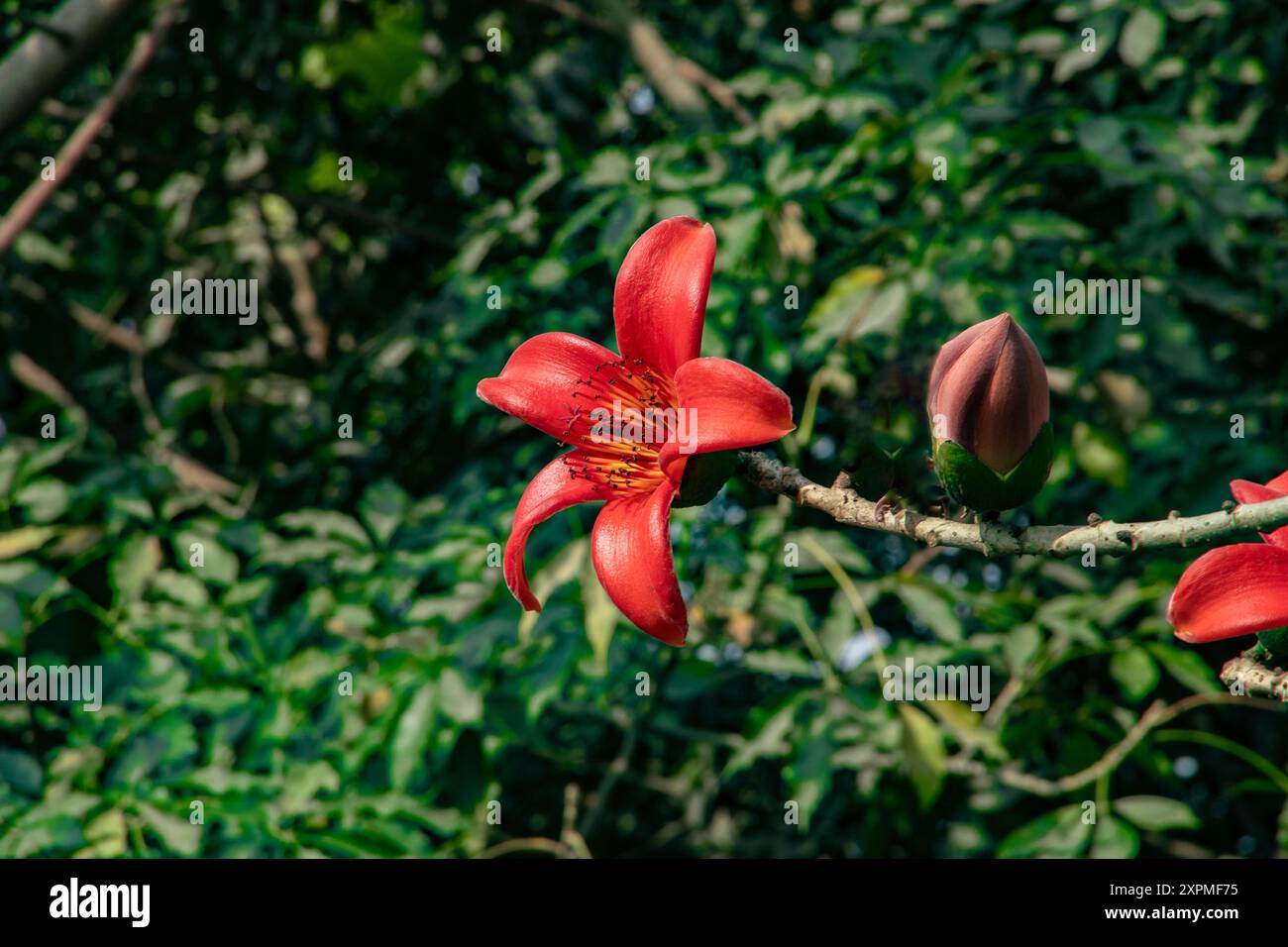 Shimul ful hi-res stock photography and images - Alamy