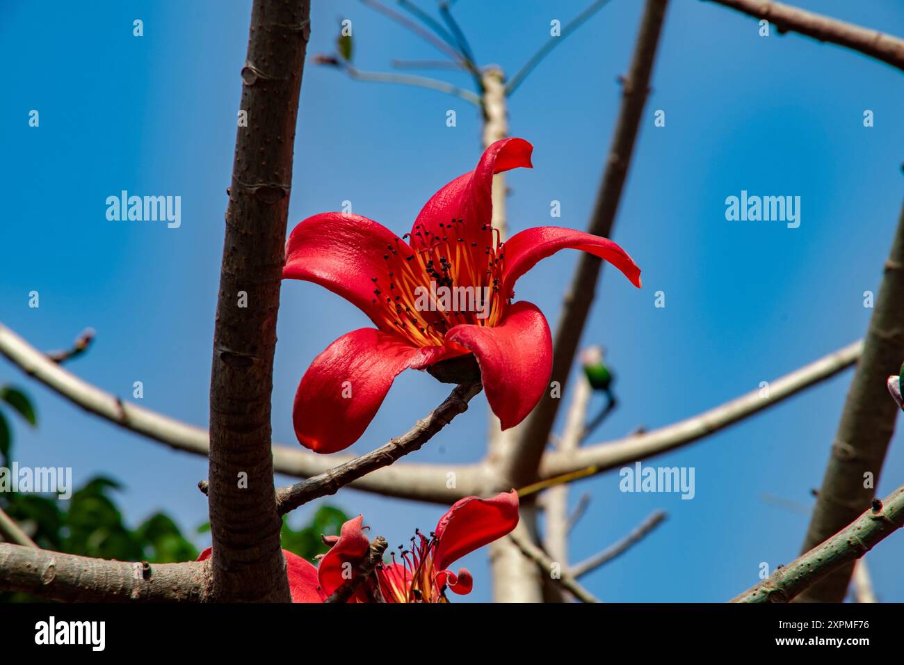 Shimul ful hi-res stock photography and images - Alamy