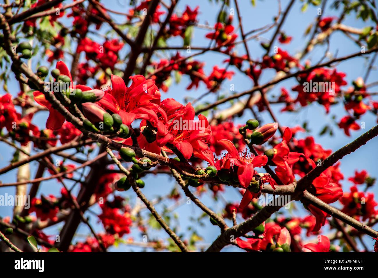 Shimul ful hi-res stock photography and images - Alamy