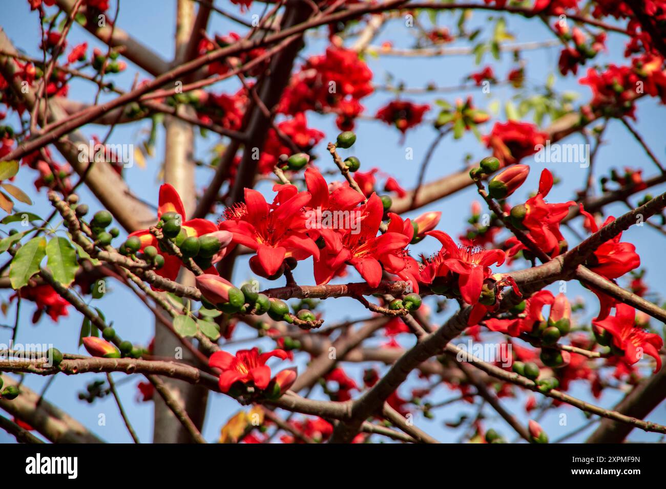 Shimul ful hi-res stock photography and images - Alamy