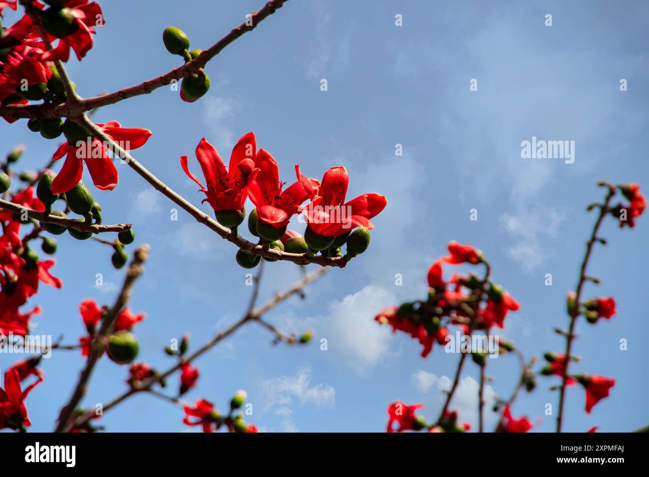 Red Silk Cotton flower Bombax Ceiba Shimul ful Ahmed Opu Stock Photo ...