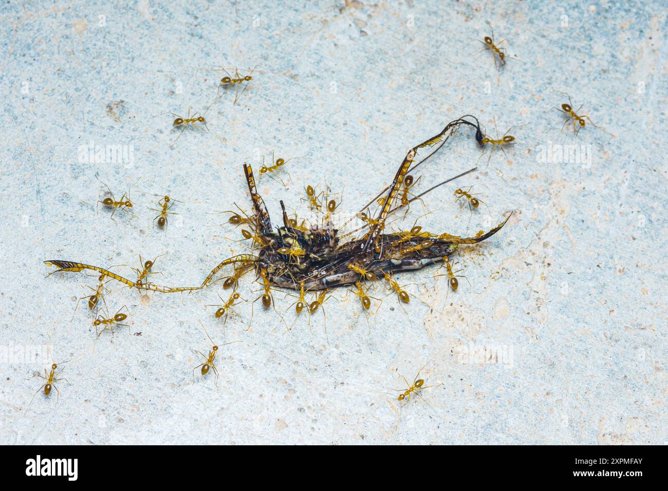 A group red ants is moving the prey, The robber fly becomes food for ...