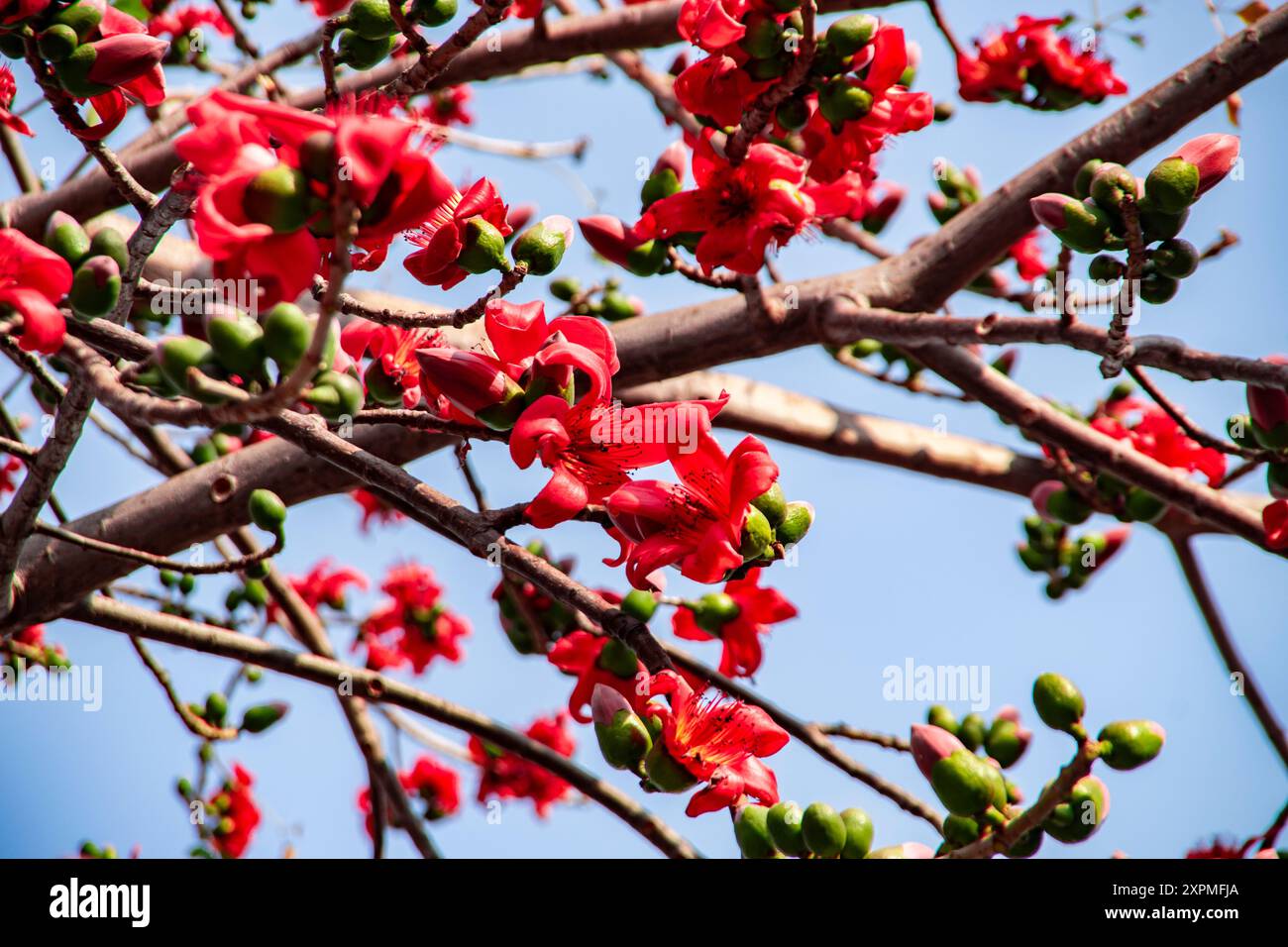 Shimul ful hi-res stock photography and images - Alamy