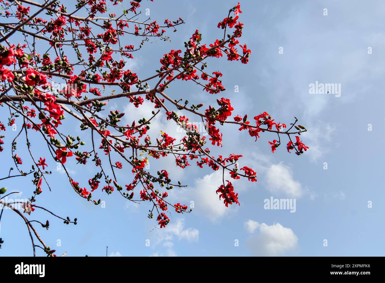 Red Silk Cotton flower Bombax Ceiba Shimul ful Ahmed Opu Stock Photo ...