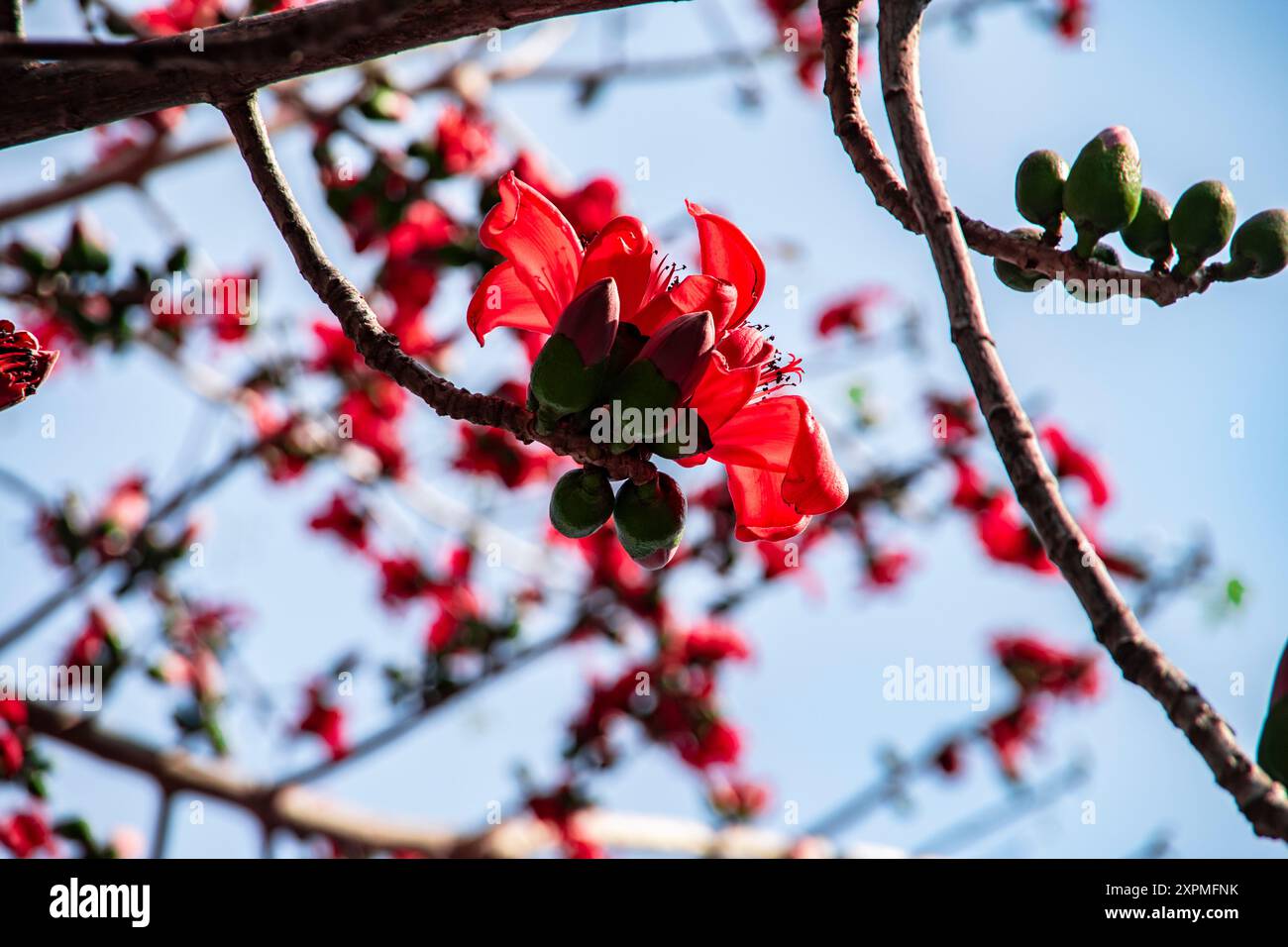 Shimul ful hi-res stock photography and images - Alamy