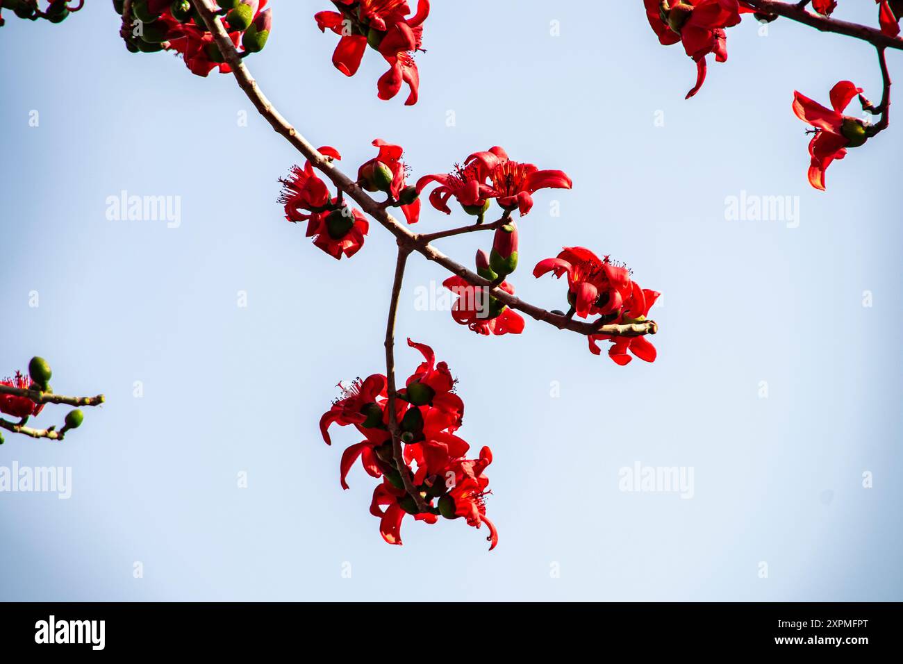 Red Silk Cotton flower Bombax Ceiba Shimul ful Ahmed Opu Stock Photo ...