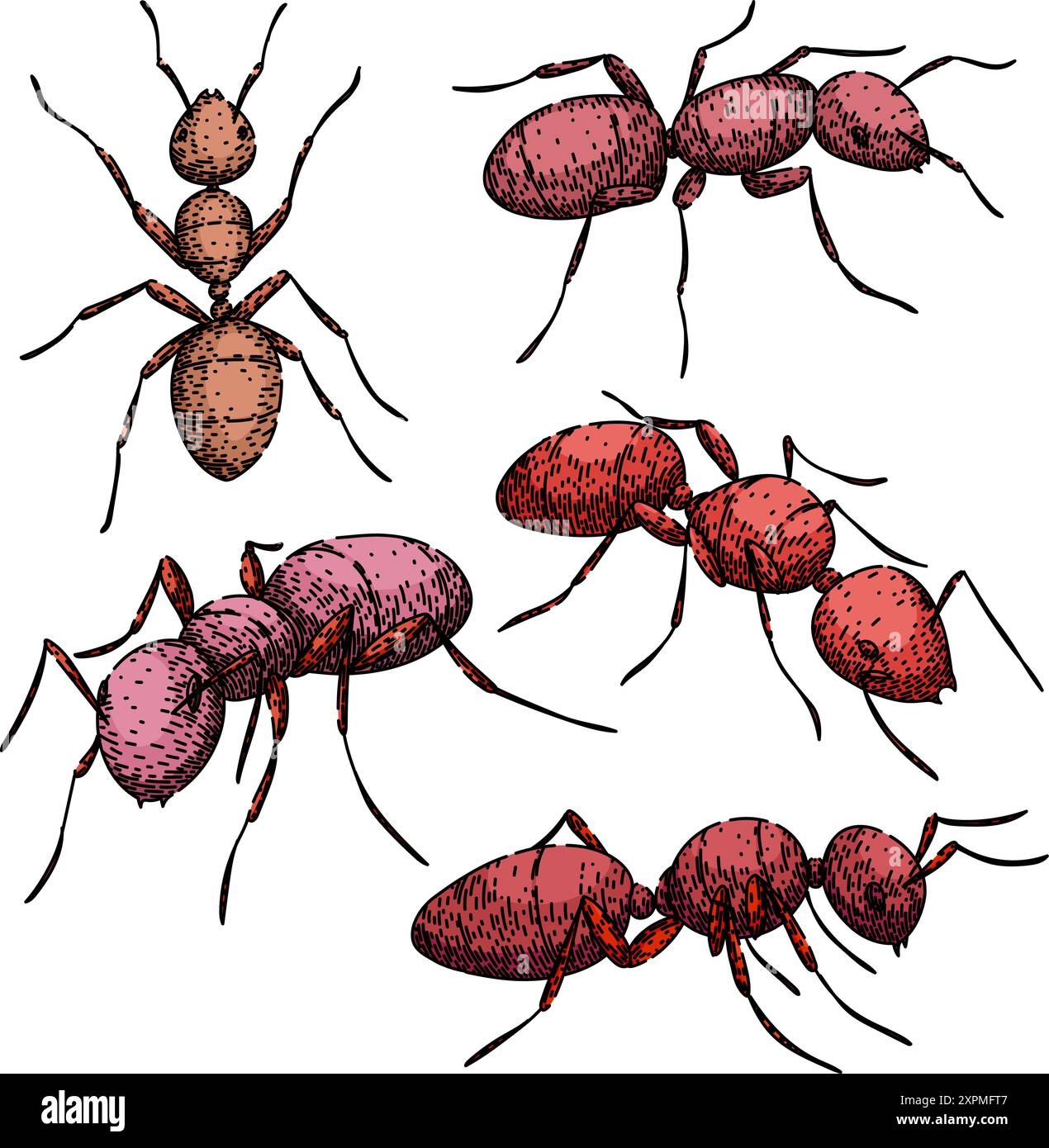 ant set sketch hand drawn vector Stock Vector Image & Art - Alamy