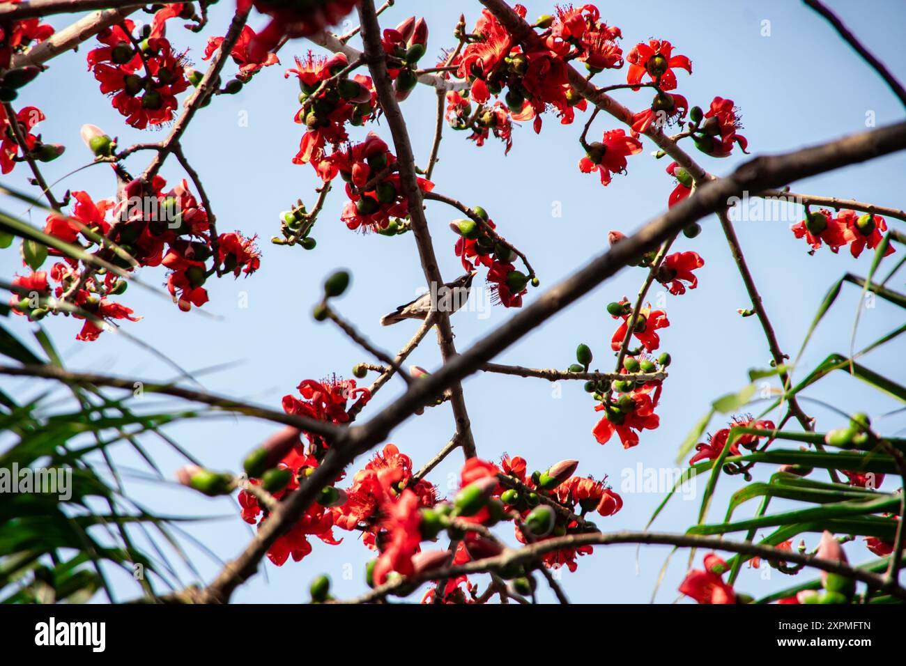 Shimul ful hi-res stock photography and images - Alamy