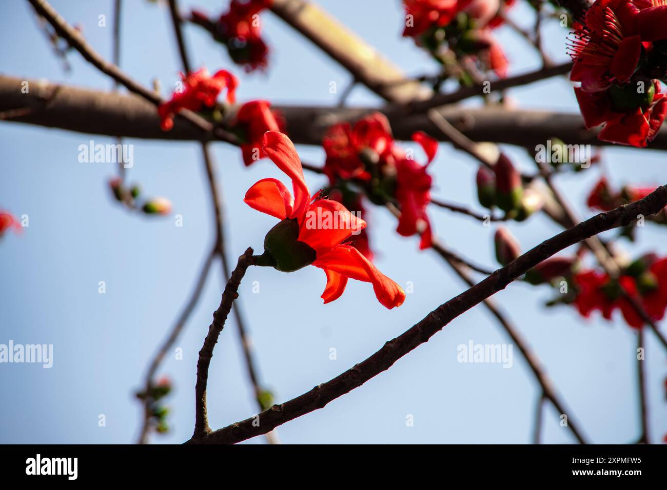 Shimul ful hi-res stock photography and images - Alamy