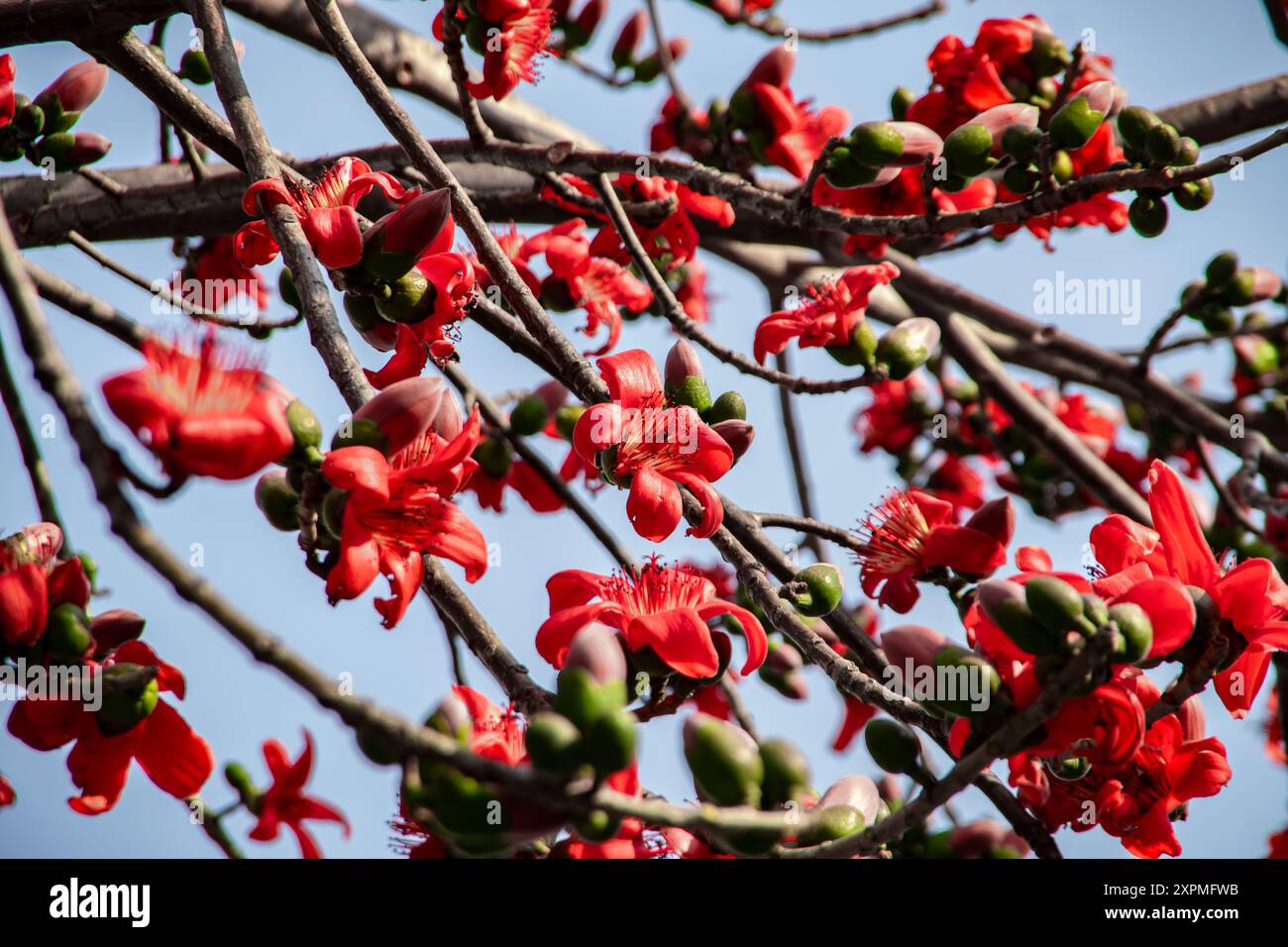 Red Silk Cotton flower Bombax Ceiba Shimul ful Ahmed Opu Stock Photo ...
