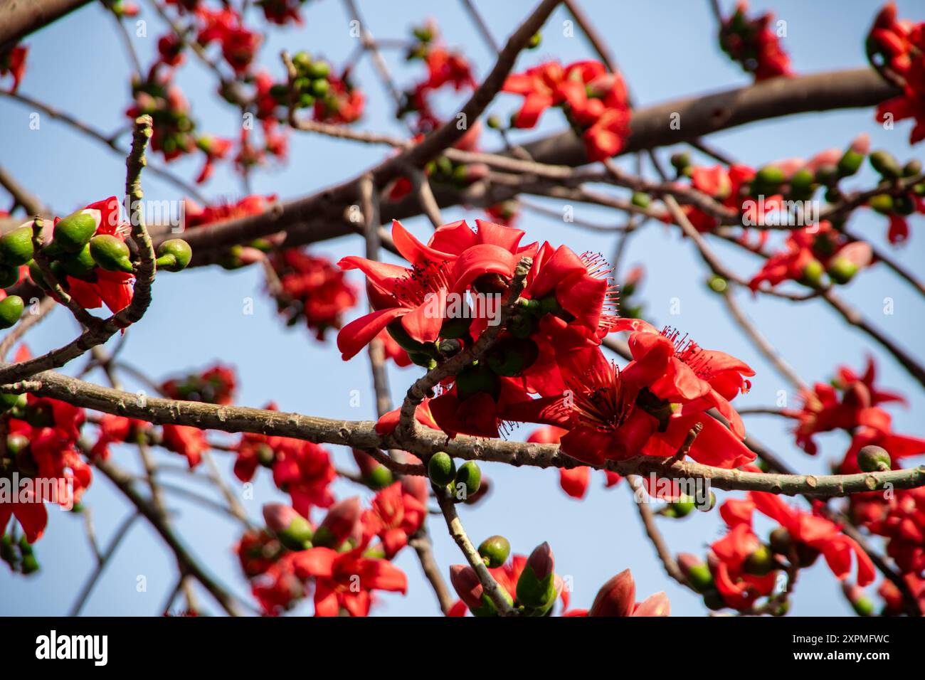 Red Silk Cotton flower Bombax Ceiba Shimul ful Ahmed Opu Stock Photo ...