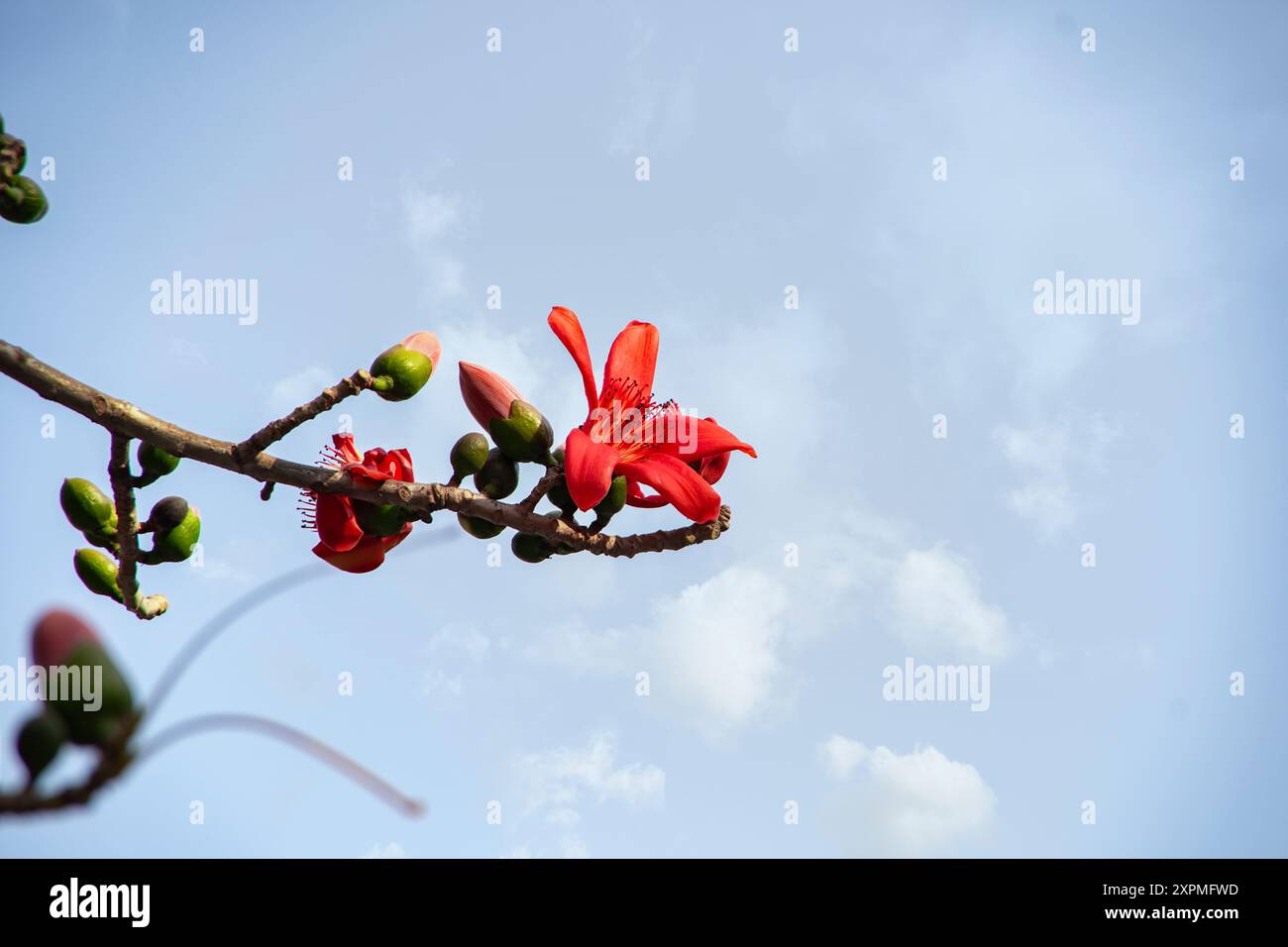 Shimul ful hi-res stock photography and images - Alamy