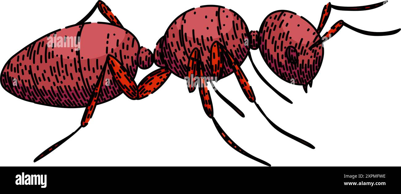queen ant sketch hand drawn vector Stock Vector Image & Art - Alamy
