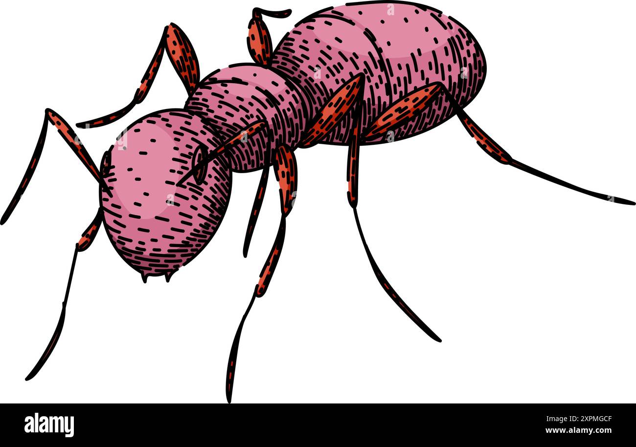 worker ant sketch hand drawn vector Stock Vector Image & Art - Alamy