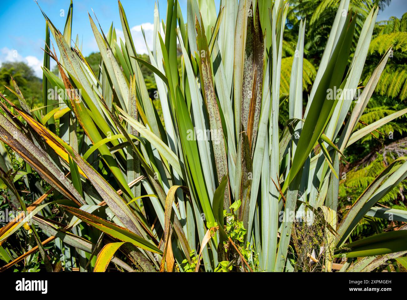 Phormium Tenax Plant (New Zealand Flax Stock Photo - Alamy