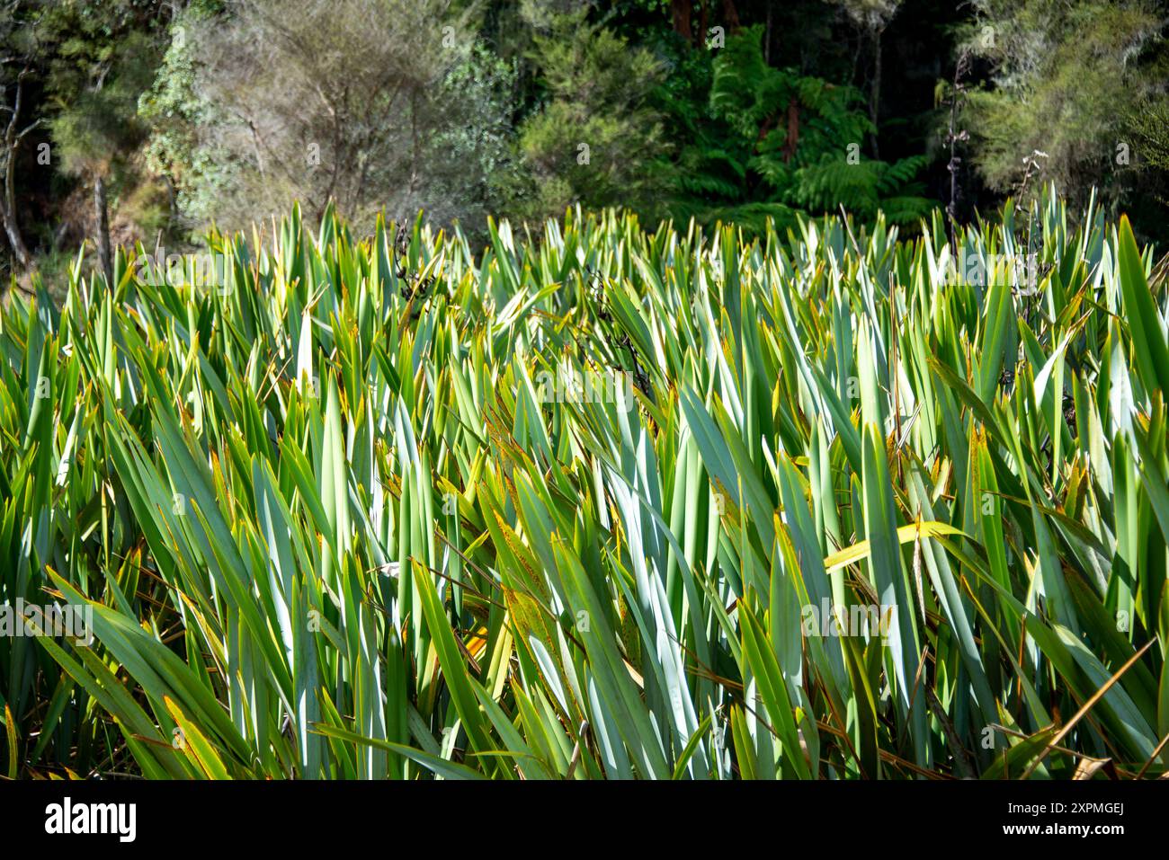 Phormium Tenax Plant (New Zealand Flax Stock Photo - Alamy
