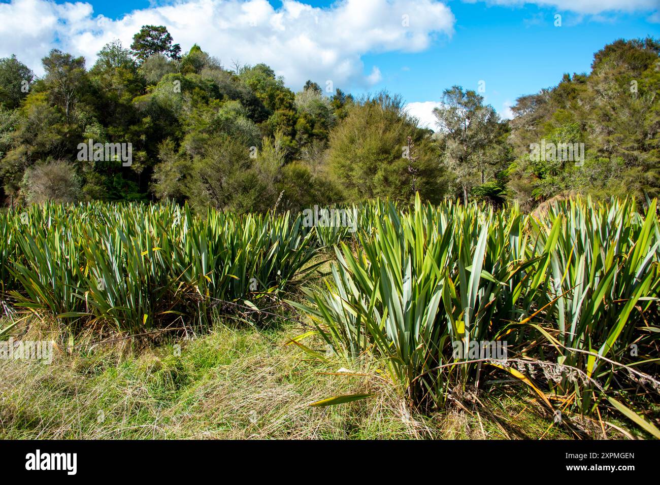 Phormium Tenax Plant (New Zealand Flax Stock Photo - Alamy