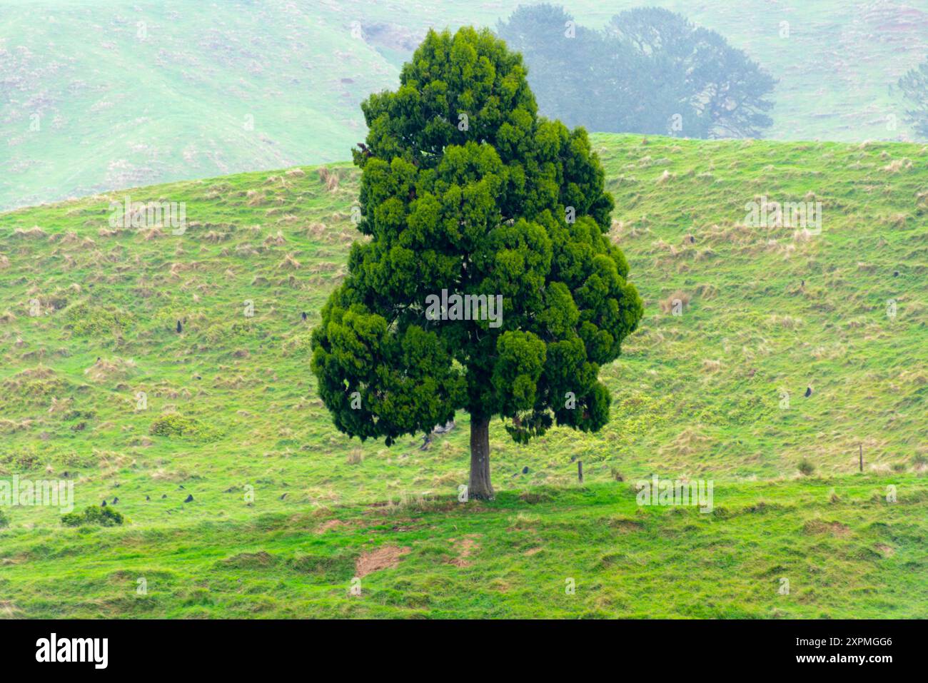 Single Tree in Waikato Region - New Zealand Stock Photo - Alamy