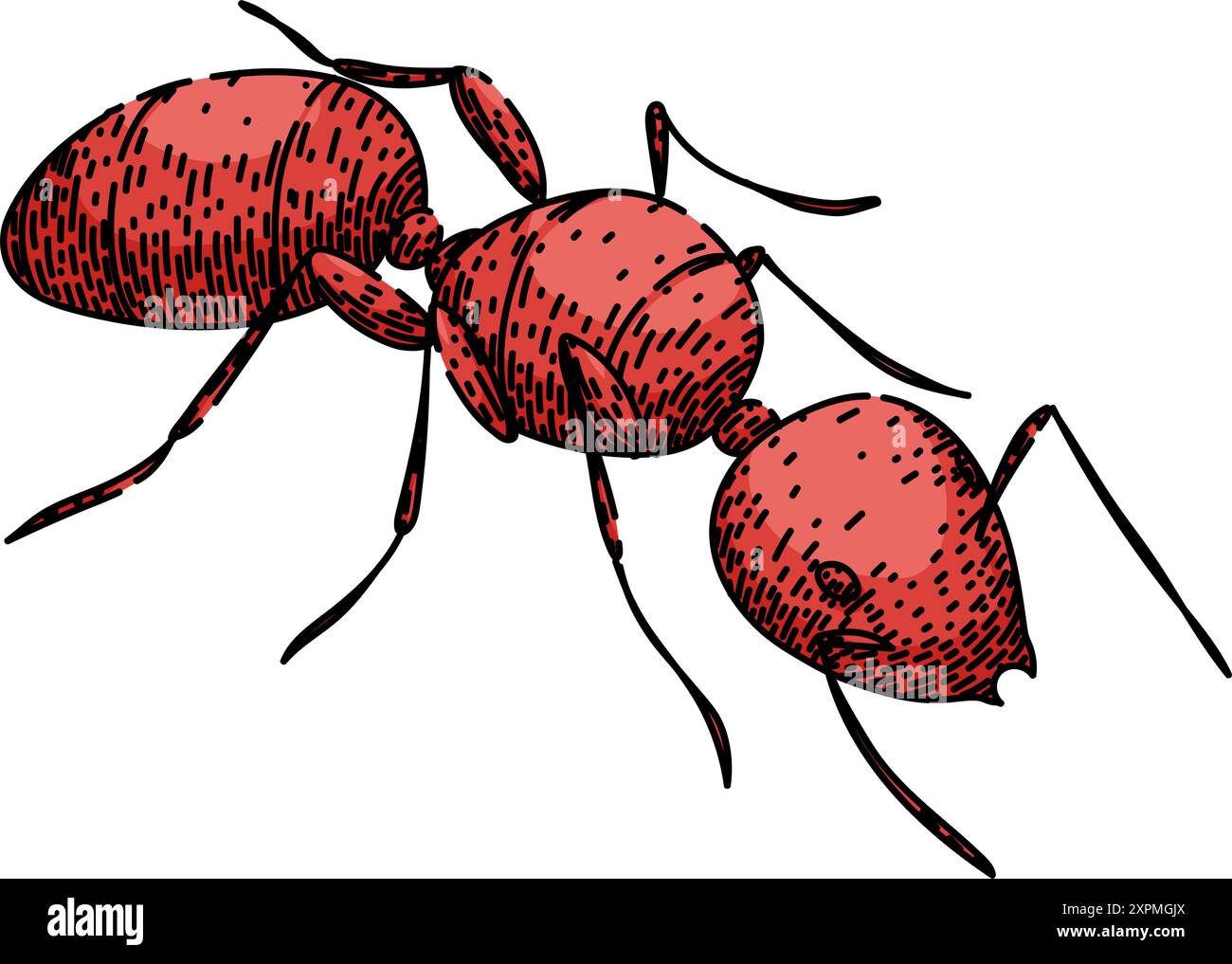 Ant caste Stock Vector Images - Alamy