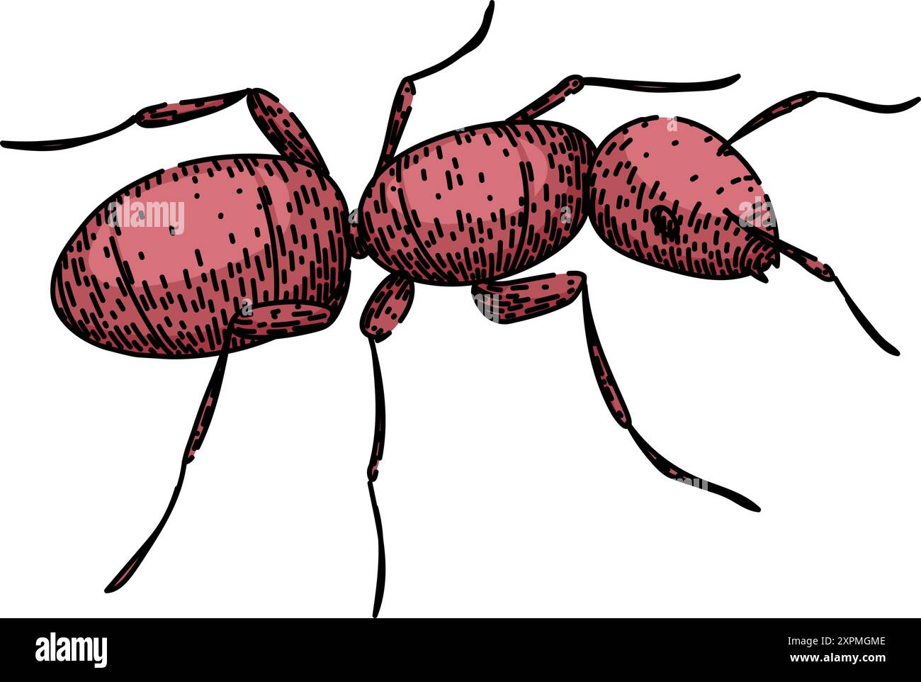 colony ant sketch hand drawn vector Stock Vector Image & Art - Alamy