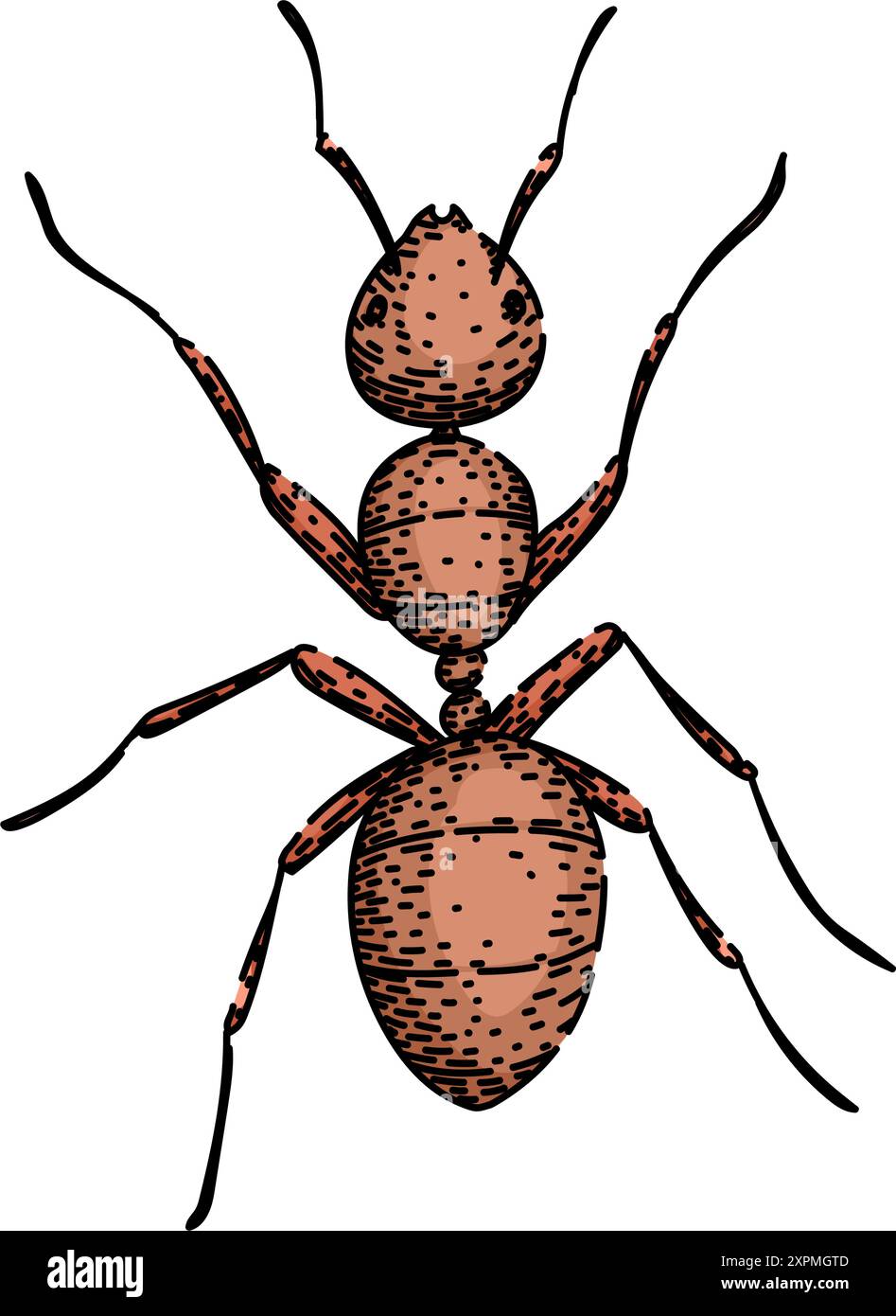 nest ant sketch hand drawn vector Stock Vector Image & Art - Alamy