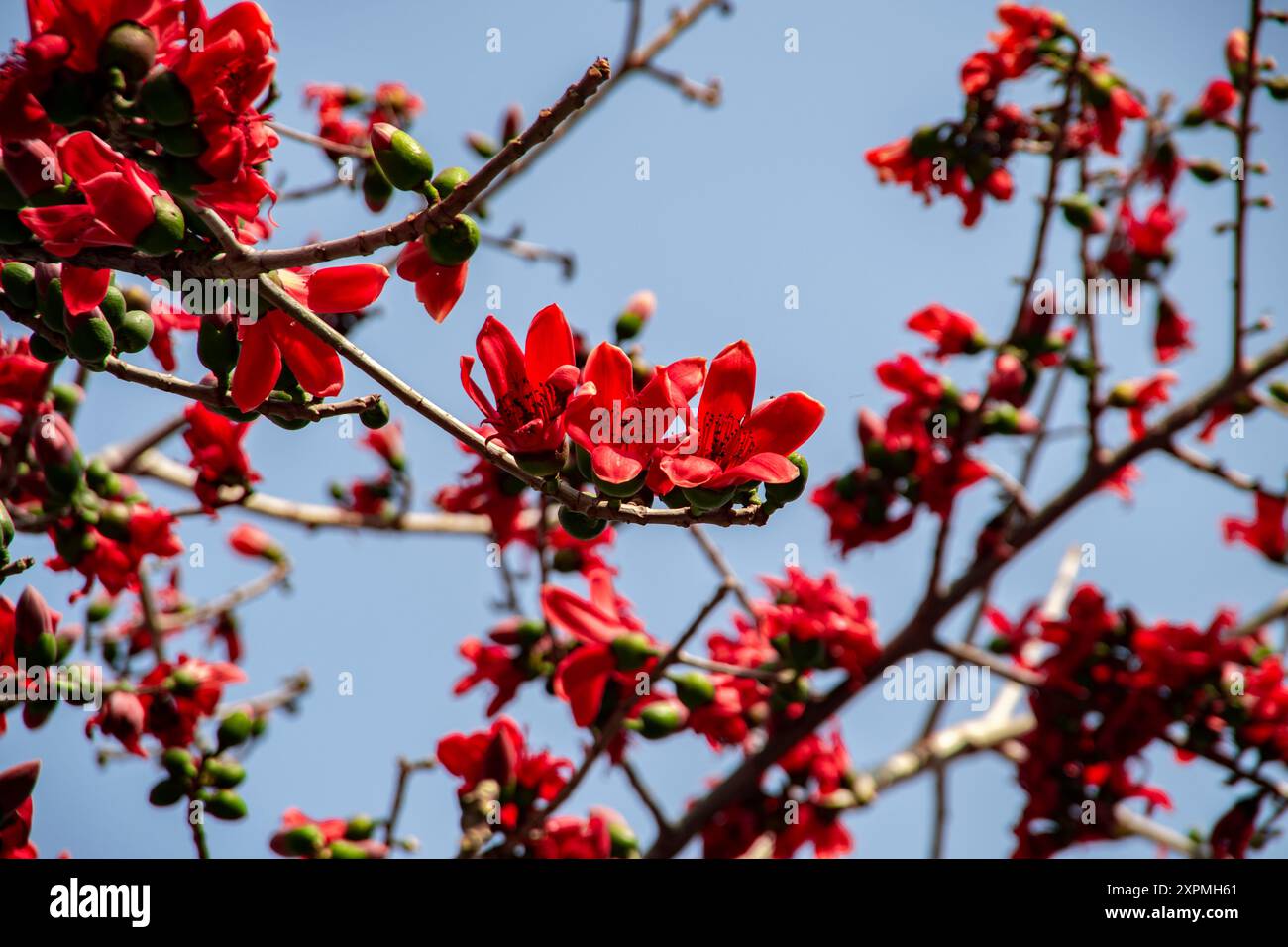 Red shimul flower hi-res stock photography and images - Alamy