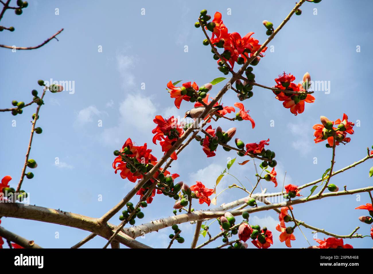 Red Silk Cotton flower Bombax Ceiba Shimul Ful Stock Photo - Alamy