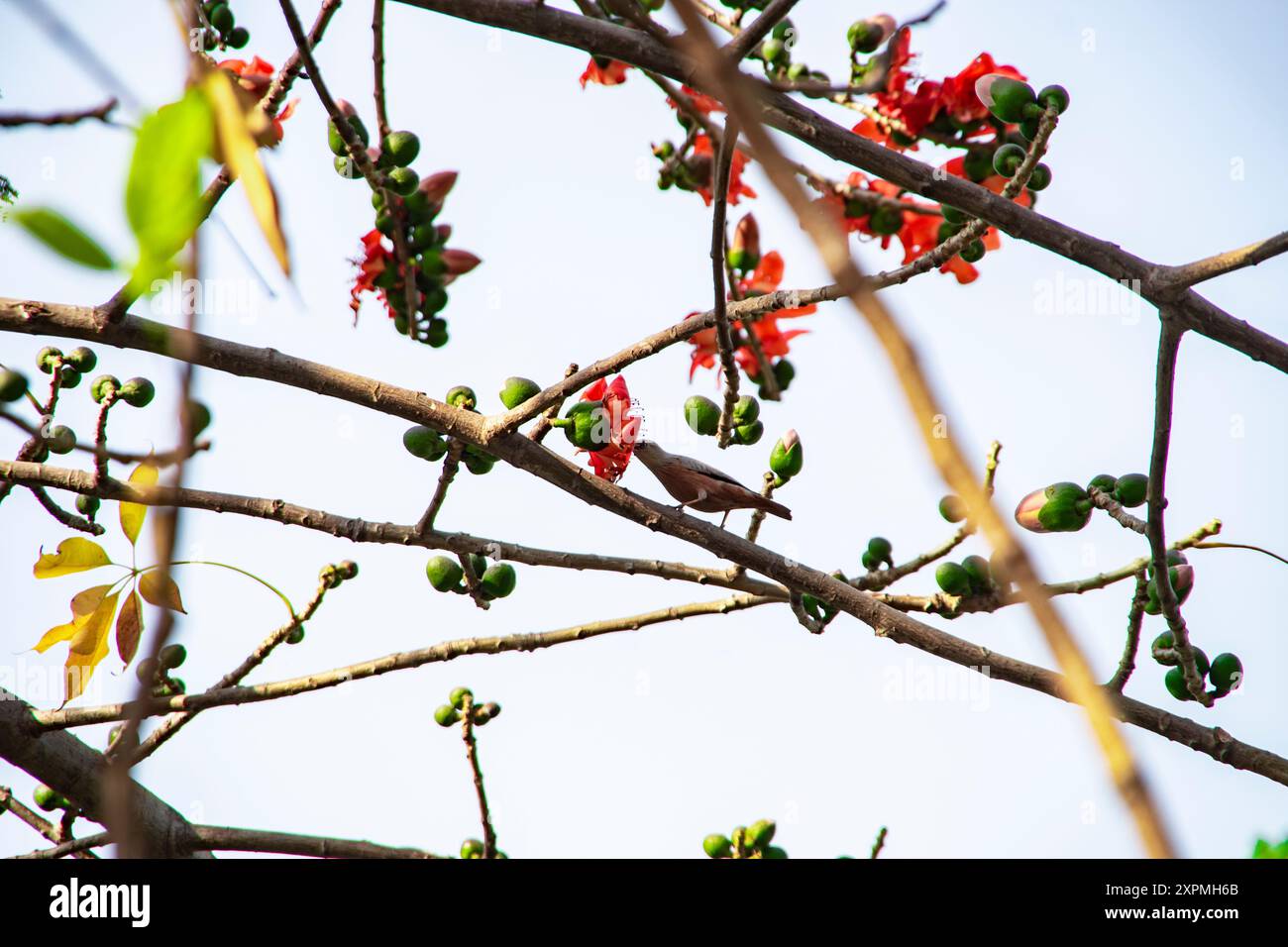 Red Silk Cotton flower Bombax Ceiba Shimul Ful Stock Photo - Alamy