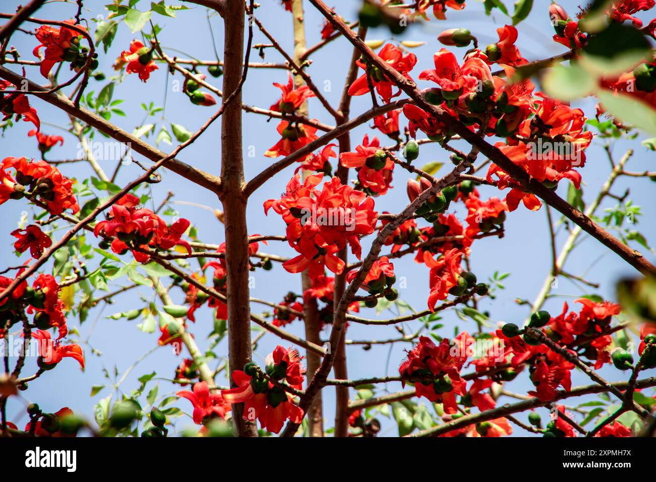 Red shimul flower hi-res stock photography and images - Alamy