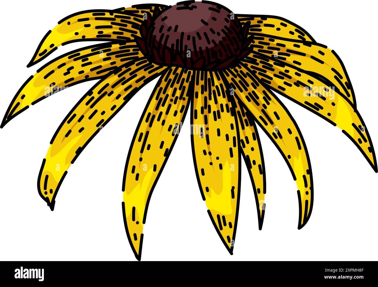 flower black eyed susan sketch hand drawn vector Stock Vector Image ...