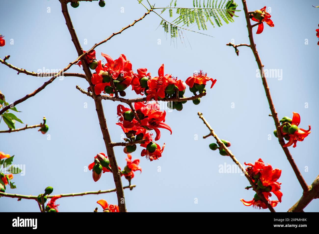 Red shimul flower hi-res stock photography and images - Alamy