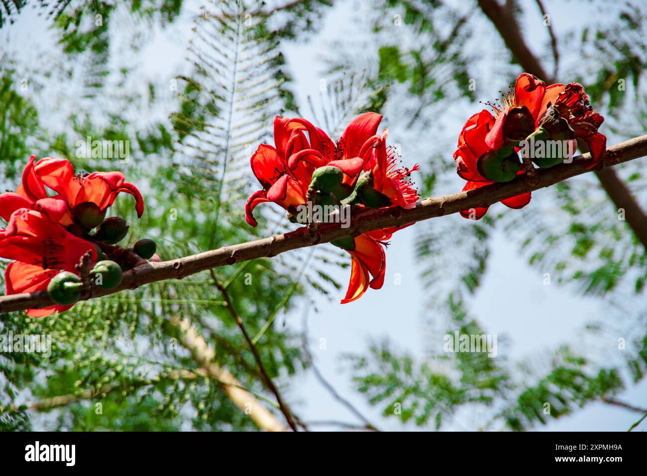 Red shimul flower hi-res stock photography and images - Alamy