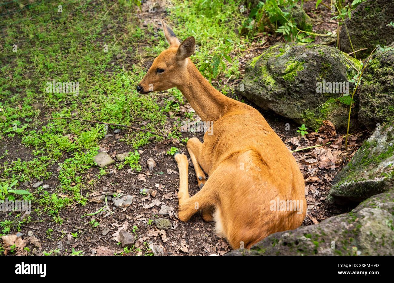 The Siberian roe deer, eastern roe deer, or Asian roe deer (Capreolus ...