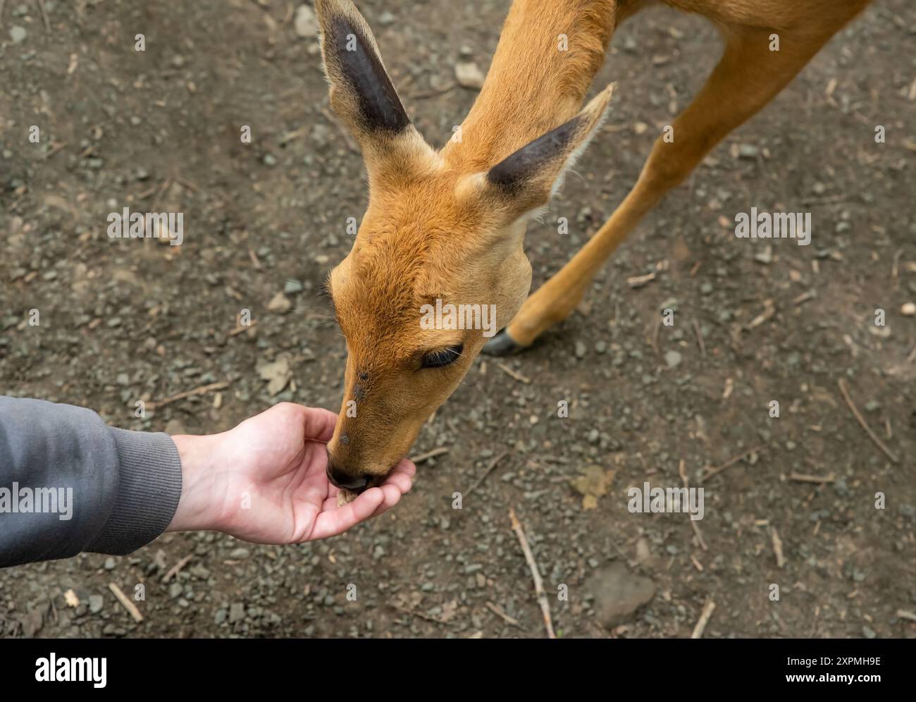 Person feeding the sika deer (Cervus nippon), also known as the ...
