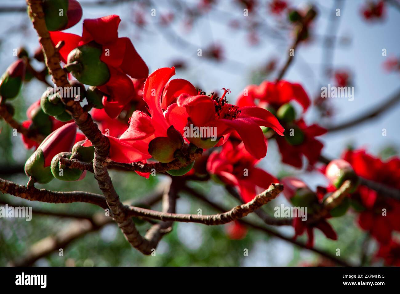Red Silk Cotton flower Bombax Ceiba Shimul Ful Stock Photo - Alamy