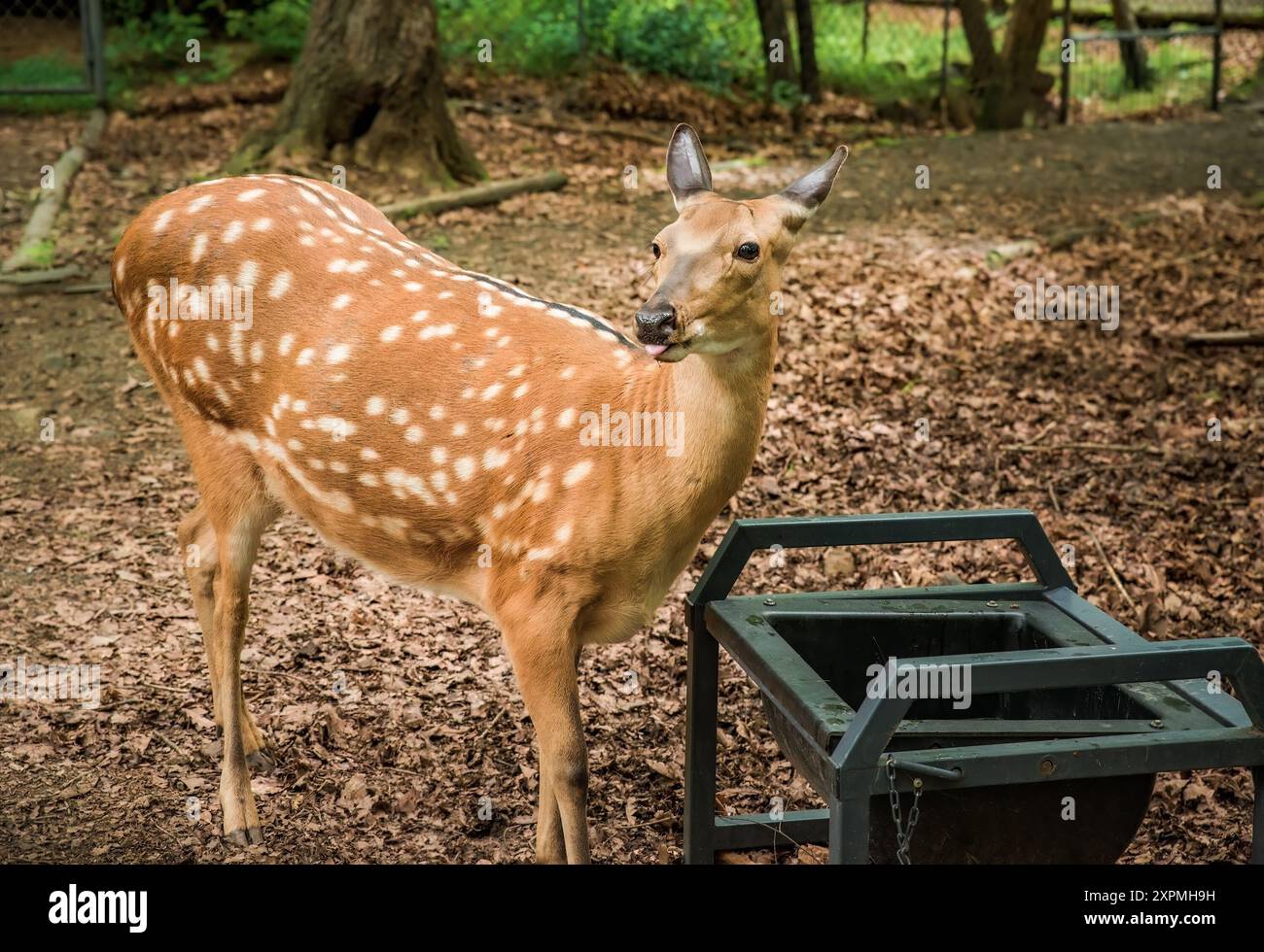The sika deer (Cervus nippon), also known as the Northern spotted deer ...