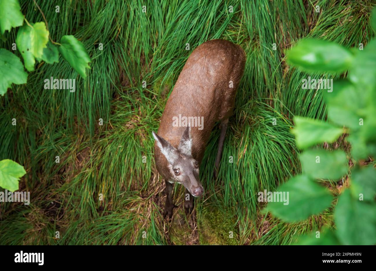The Siberian musk deer (Moschus moschiferus) walking in the Far east of ...