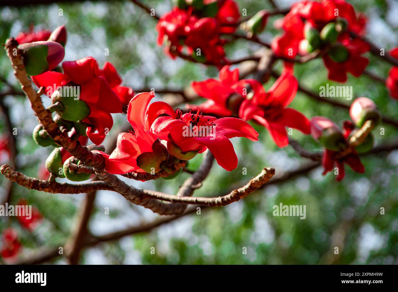 Red Silk Cotton flower Bombax Ceiba Shimul Ful Stock Photo - Alamy