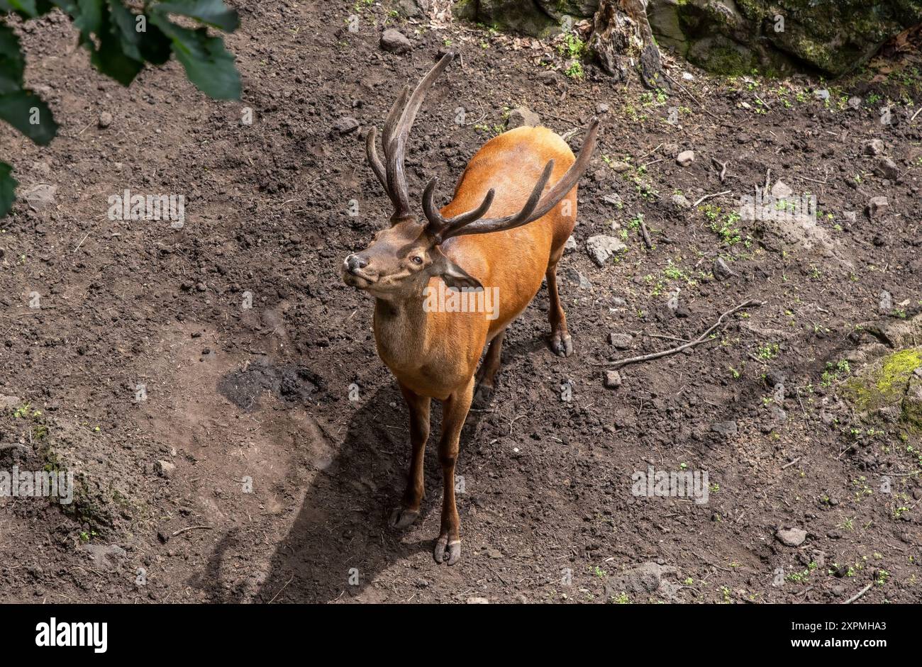 The Barbary stag (Cervus elaphus barbarus), also known as the Atlas ...
